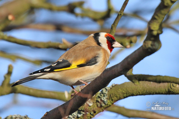 Sticlete Fotografii, Poze