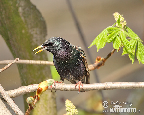 Sturnus vulgaris Pictures, Starling Images, Nature Wildlife Photos ...