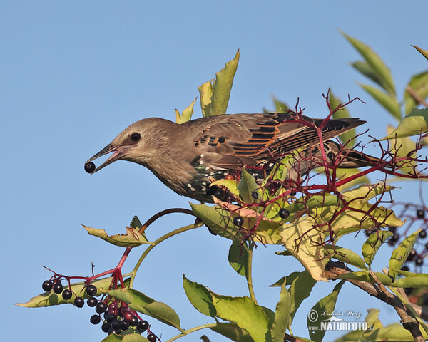 Sturnus vulgaris Pictures, Starling Images, Nature Wildlife Photos ...