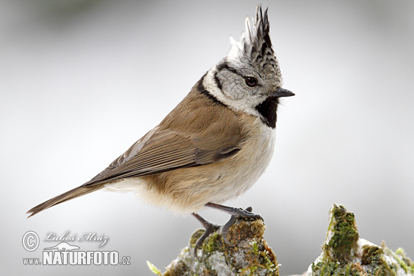 Toppmeis Fotografi, Bilder