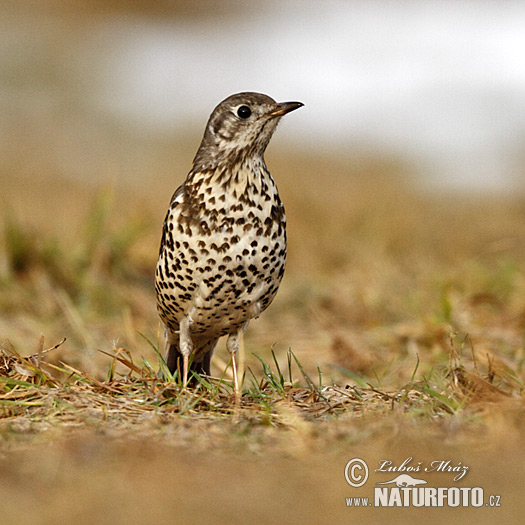 Turdus viscivorus Pictures, Mistle Thrush Images, Nature Wildlife ...