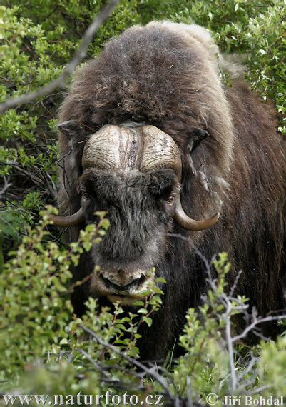 Ovibos moschatus Pictures, Muskox Images, Nature Wildlife Photos ...