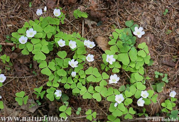 Oxalis acetosella Pictures, Wood Sorrel, Shamrock Images, Nature ...