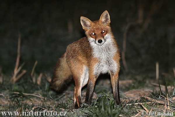 Rudā lapsa Fotogrāfijas, Bildes