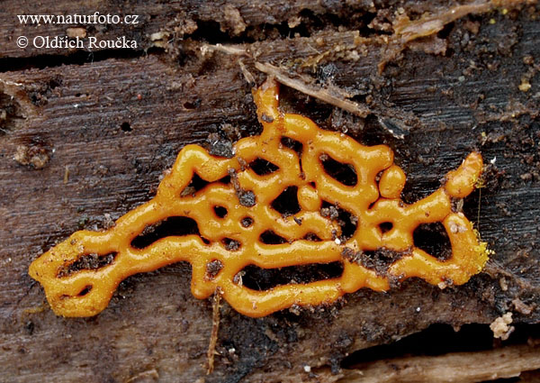 Hemitrichia serpula Mushroom Photos, Hemitrichia serpula Images, Nature ...