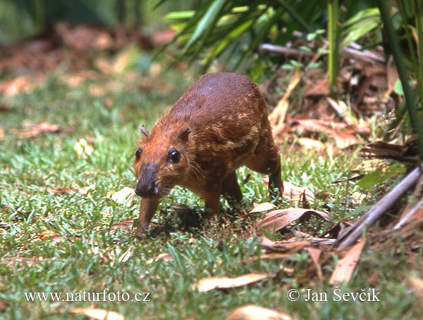 Cuniculus paca Pictures, Cuniculus paca Images | NaturePhoto