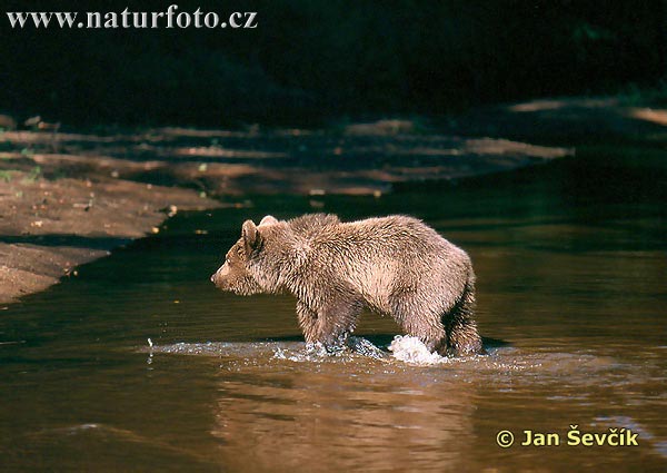 Barna medve Fotók, Képek