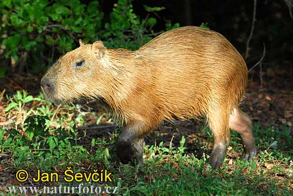 Images Pictures: Birds Mammals Reptiles Plants | NaturePhoto