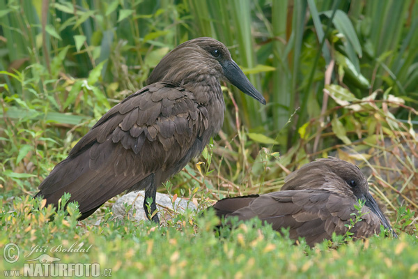 Jan Sevcik | NaturePhoto