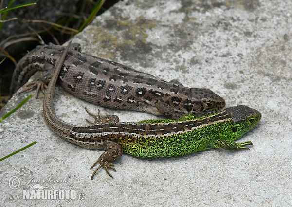 Lacerta agilis Pictures, Sand Lizard Images, Nature Wildlife Photos ...