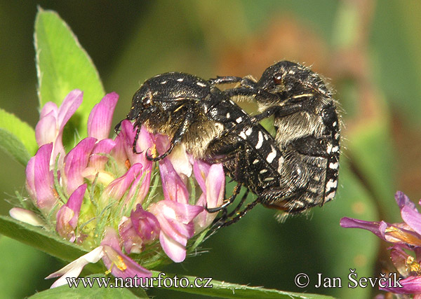 Oxythyrea funesta Pictures, Beetle Images, Nature Wildlife Photos ...